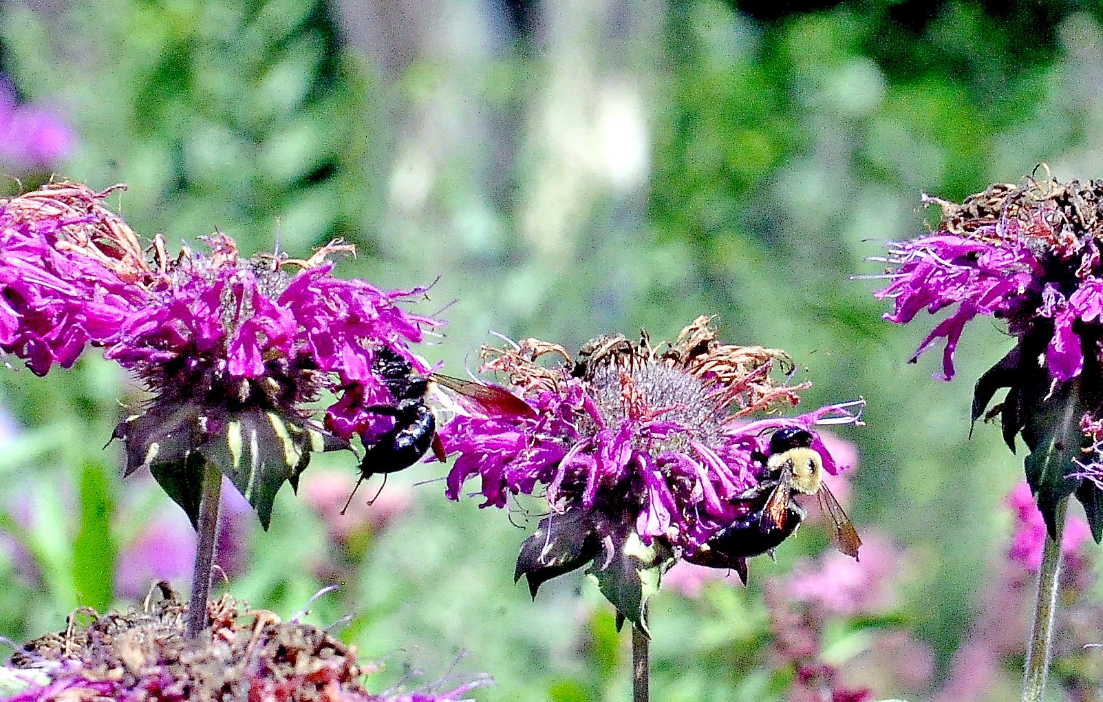 Friends of Secrest Arboretum's spring sale: Over 120 plant varieties