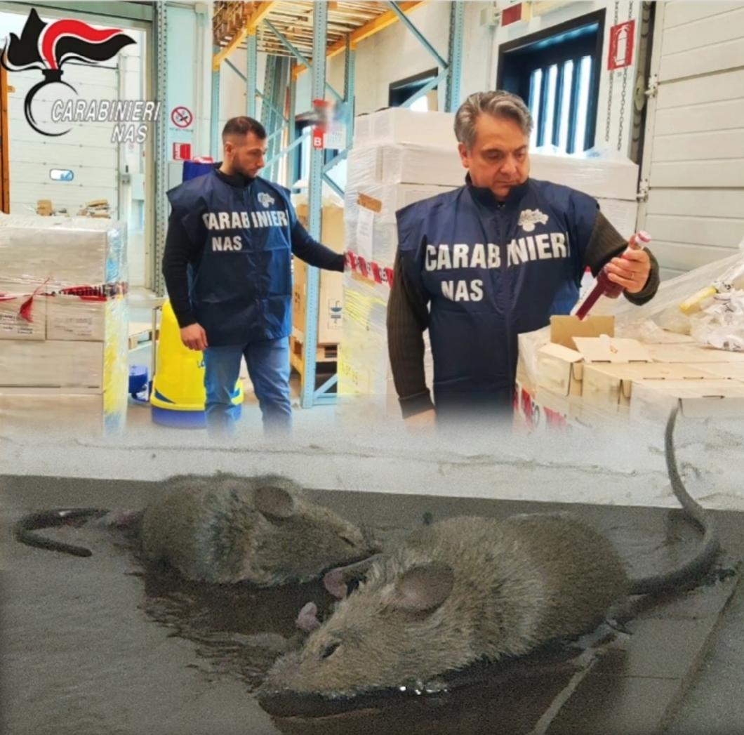 Topi morti nel laboratorio alimentare di catering, sequestrati 150 ...