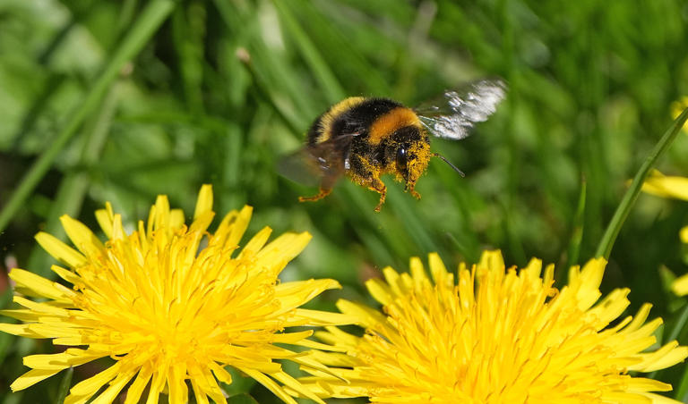 Dandelions for dinner? Why we should all be eating more weeds