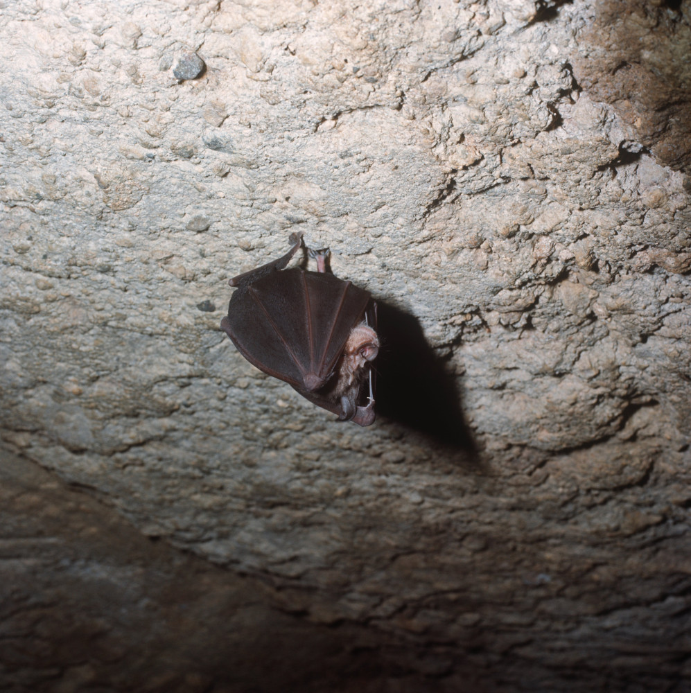 The hidden WWII tunnels where bats go to hibernate