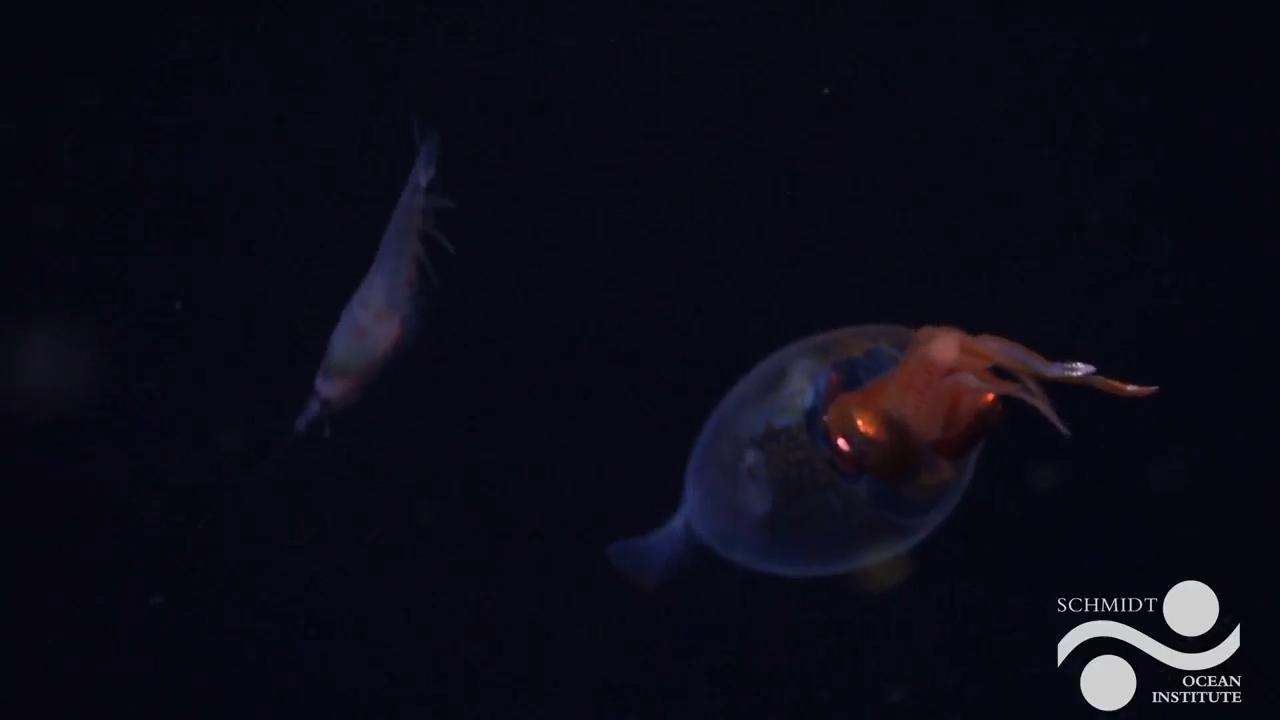 First-ever footage of juvenile colossal squid captured in remote South ...