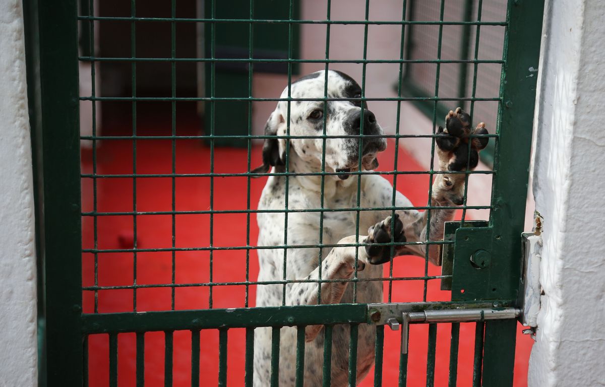 Maltraitance animale : Colliers électroniques, mutilations… Le plan des ...
