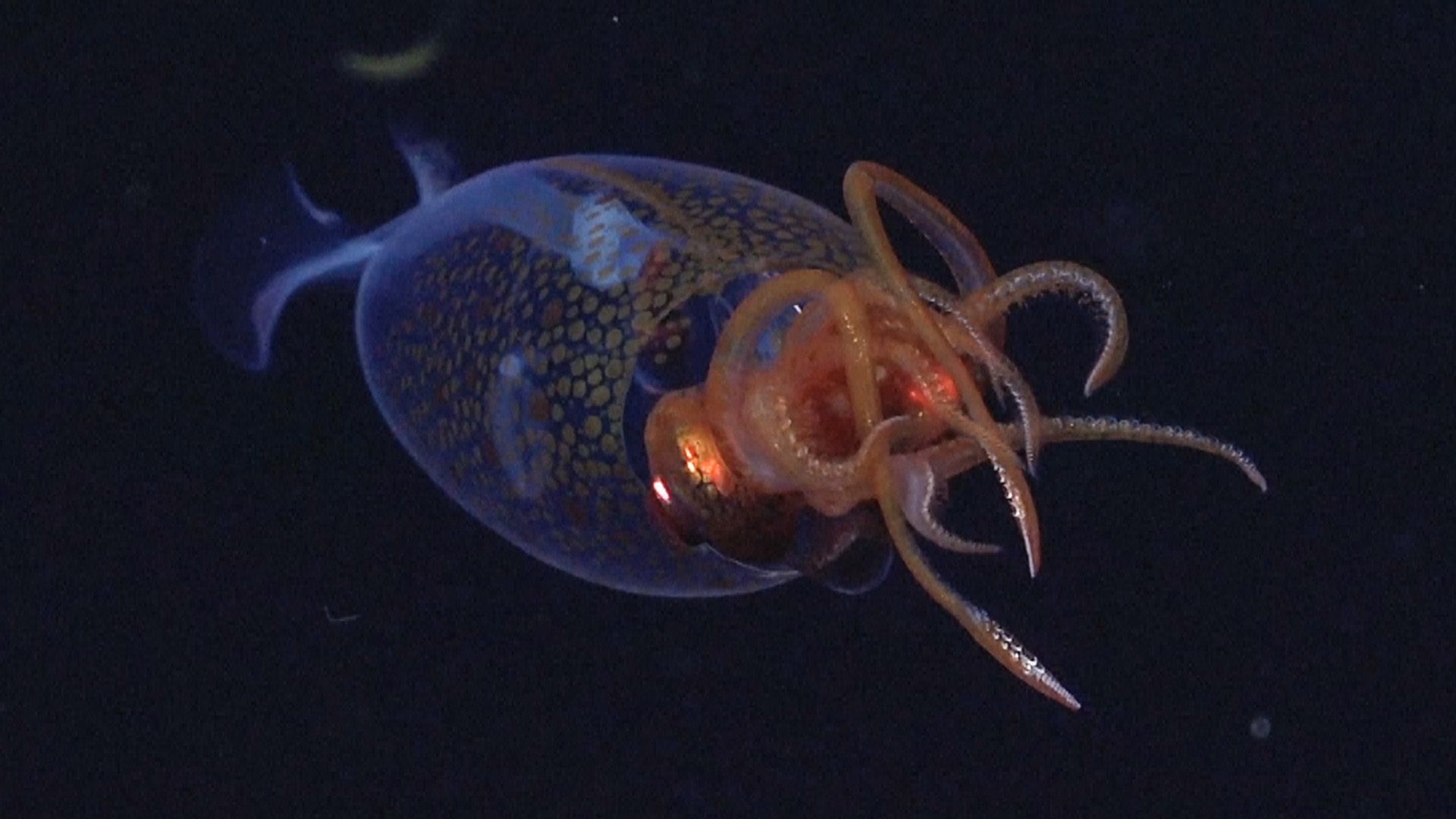 Geheimnisvolle Kreatur: Forscher filmen erstmals Koloss-Kalmar in der ...