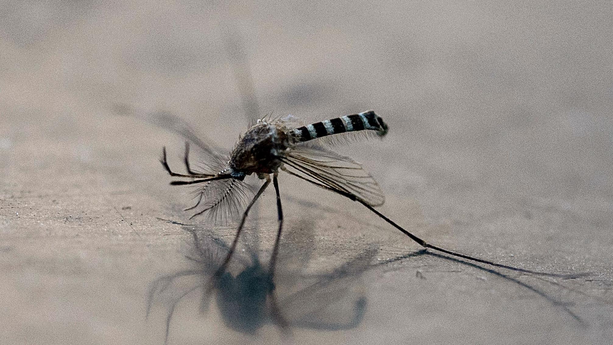 Colombia declares health emergency after dozens die of yellow fever