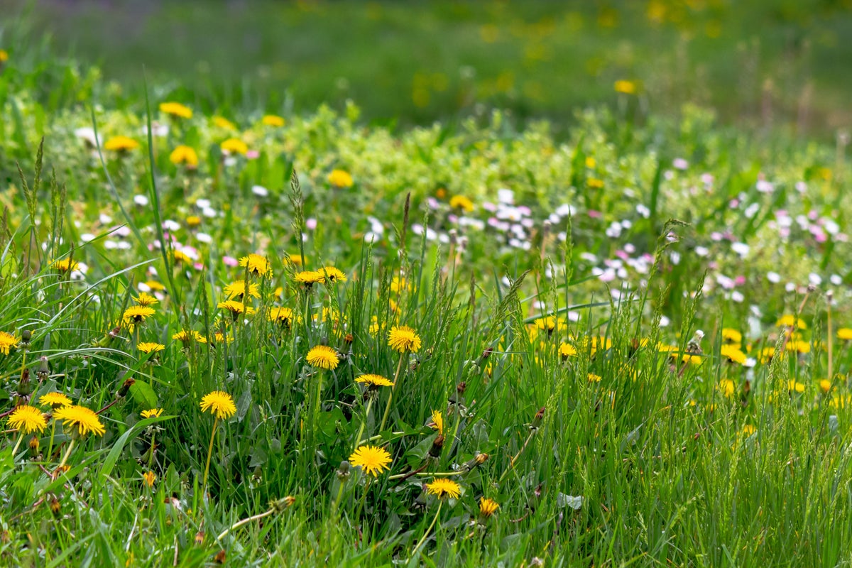 Dandelions for dinner? Why we should all be eating more weeds