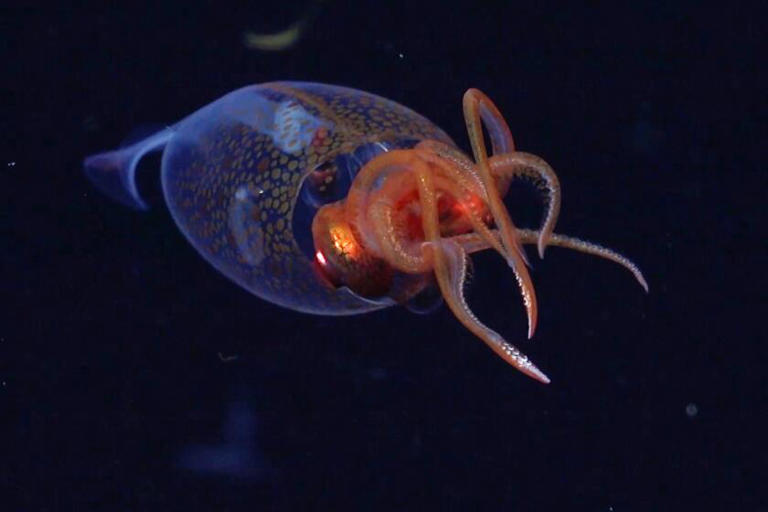 Live colossal squid, super-heavyweight of the deep sea, caught on video ...