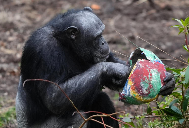 Safari park chimps join hunt for Easter eggs designed by school children