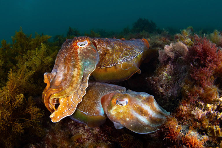 Super Smart Cuttlefish Pass Cognitive Tests Made For Human Children