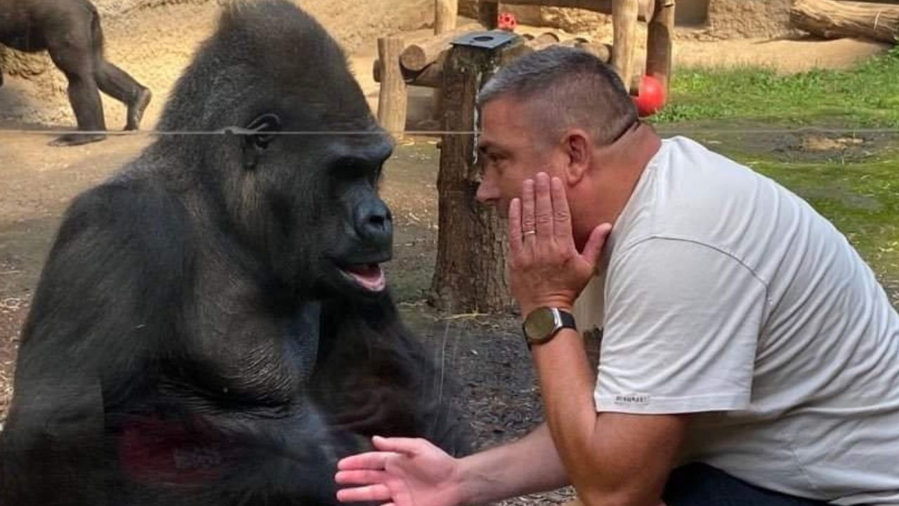 Emotional moment gorilla recognises his former keeper after 23 years apart