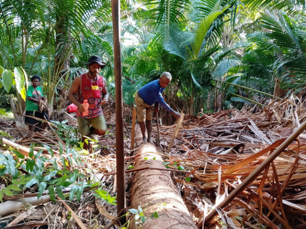 Tokok Sagu Warisan Budaya, Jati Diri Orang Papua Yang Hampir Dilupakan