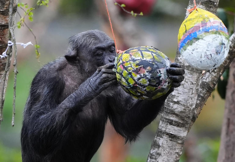 Safari park chimps join hunt for Easter eggs designed by school children