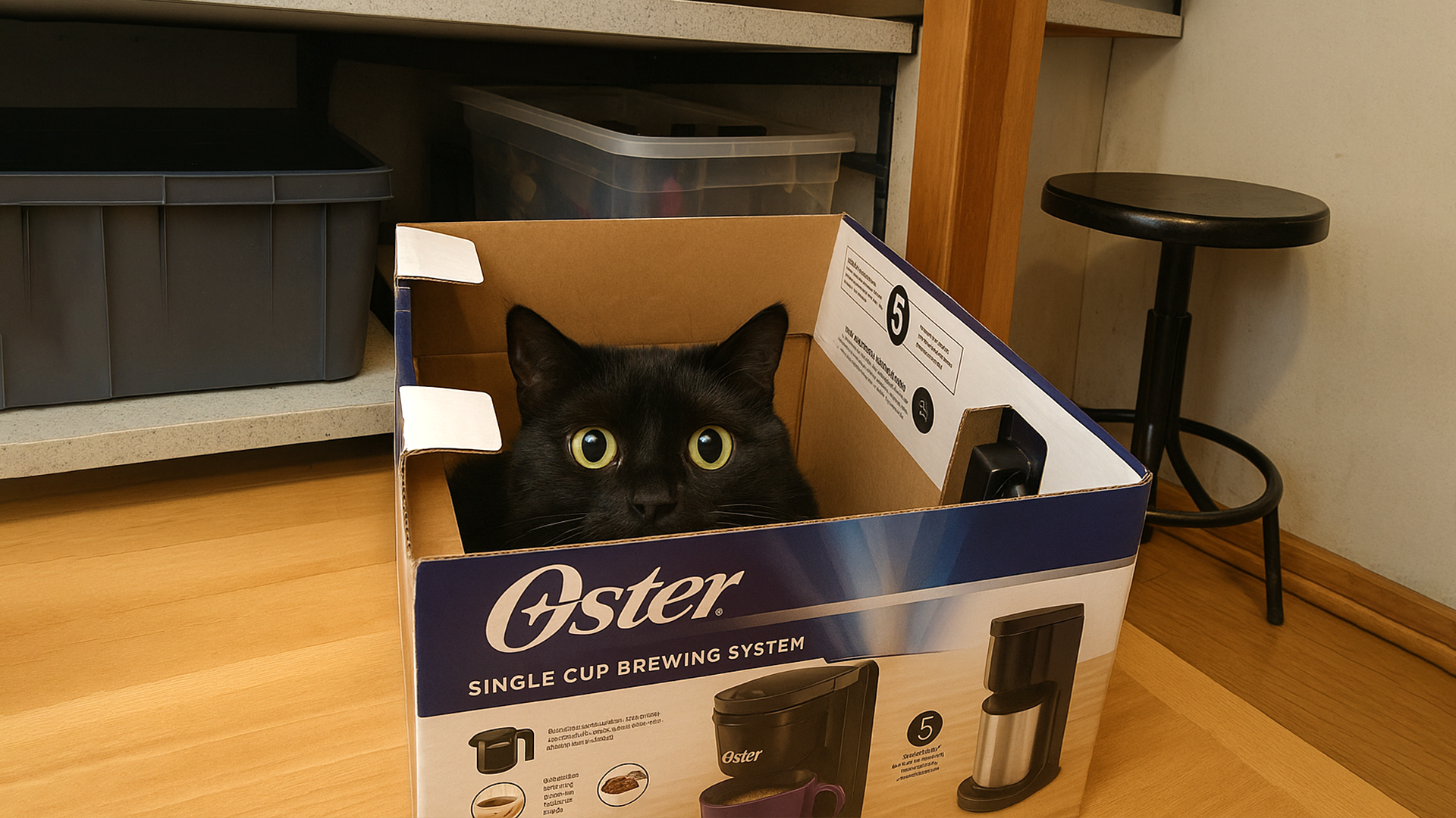 Cat Always Has Things to Make You Laugh | Funny Cat Video