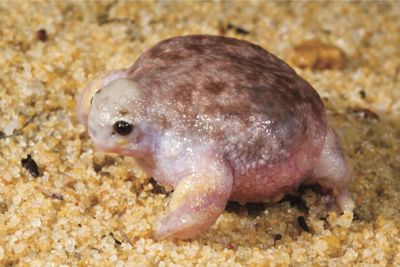 Citizen science could aid conservation efforts for turtle frogs in ...