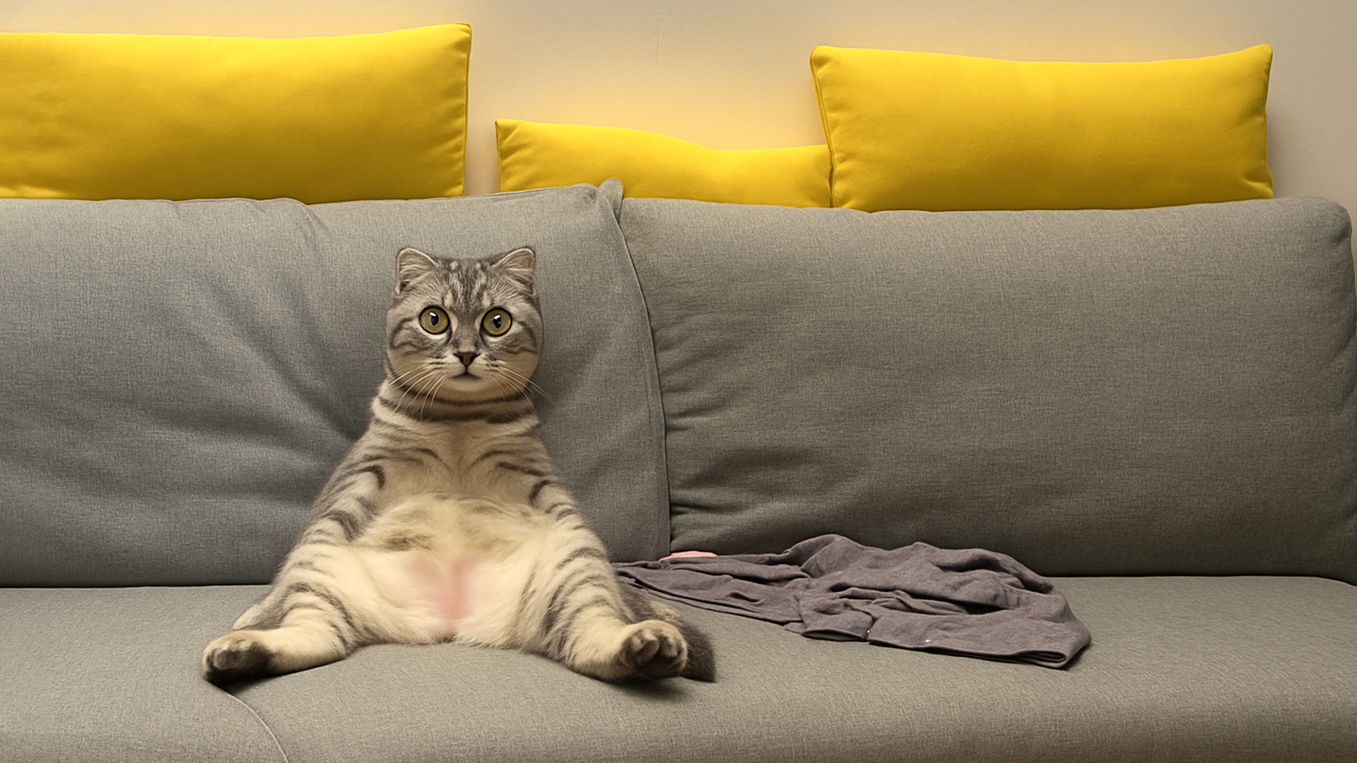 Never Failed to Make You Laugh | Random Funny Cat Video 😹