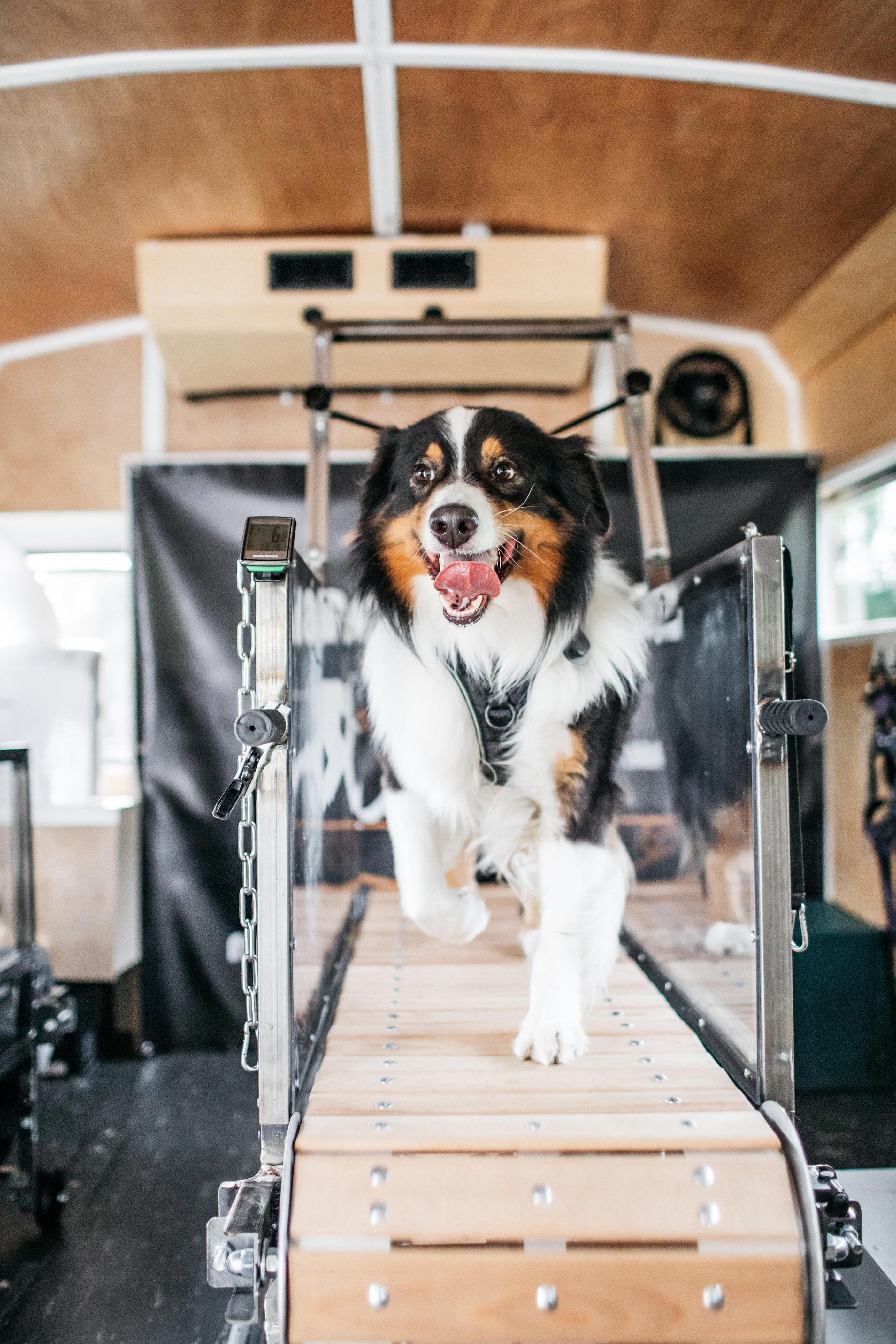 Something to bark about: Naples mobile dog gym is first of its kind in ...