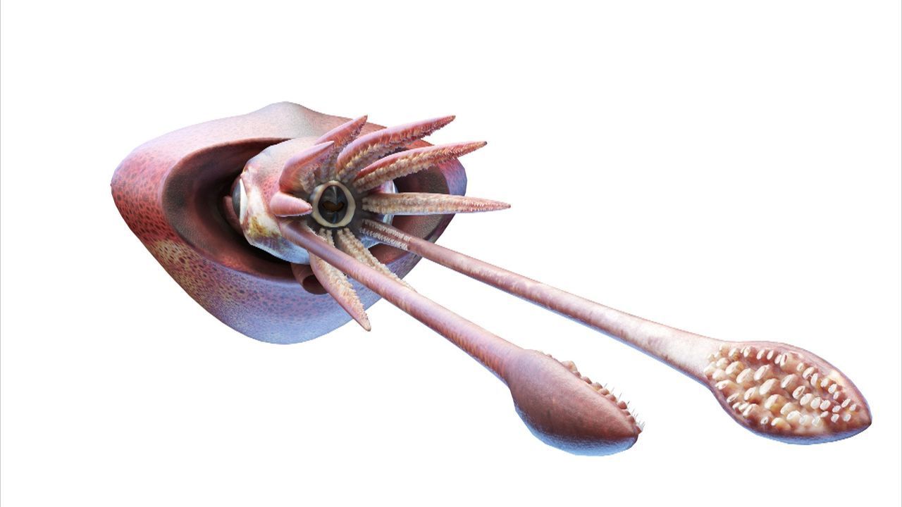 Geheimnisvolle Kreatur: Forscher filmen erstmals Koloss-Kalmar in der ...