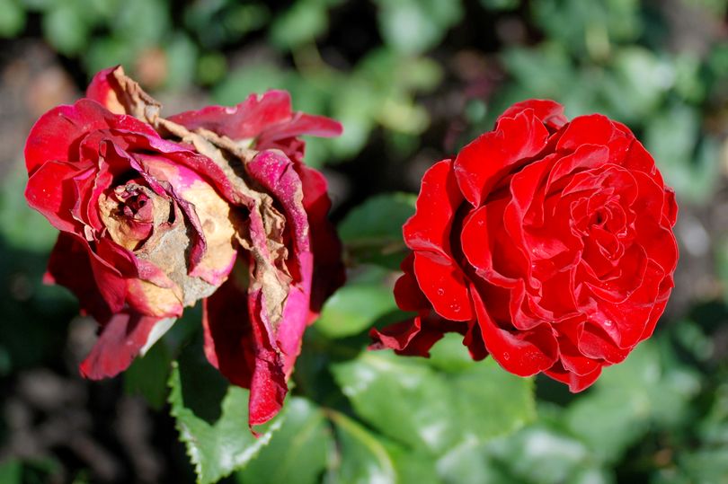 Gardeners urged to spray roses with one item from fridge to keep them ...
