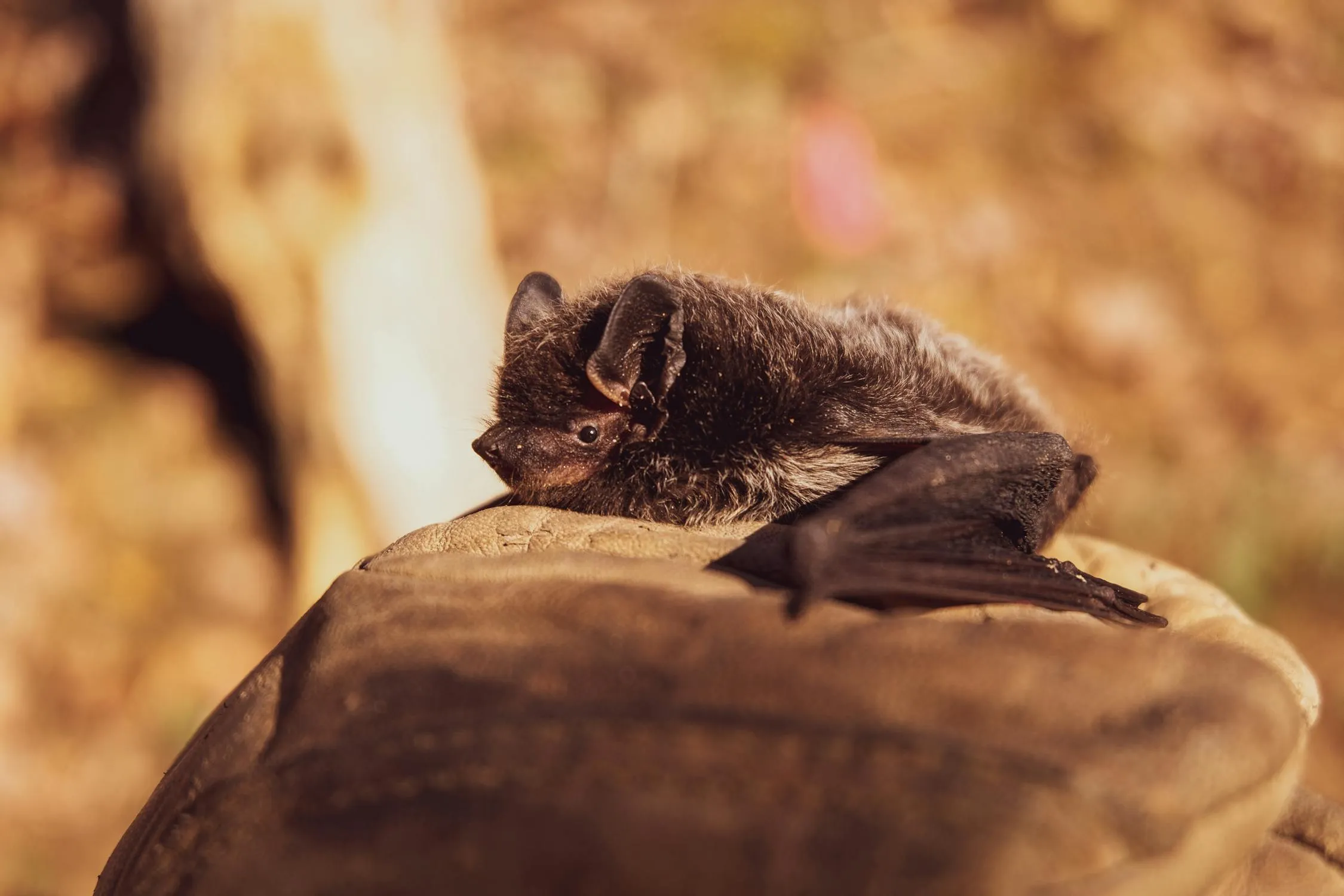 15 Fascinating Facts About Bats to Celebrate International Bat ...