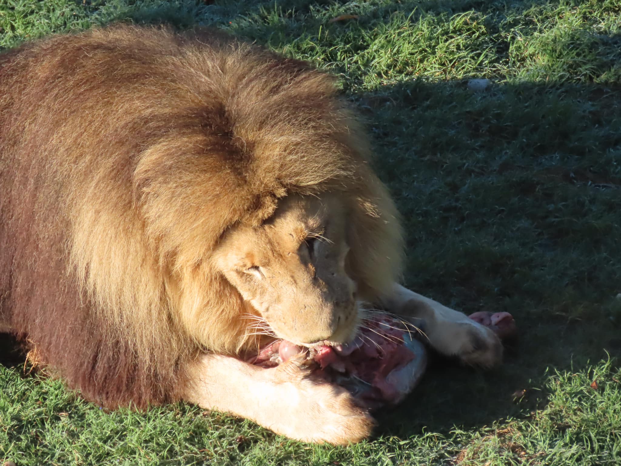 Villages on edge after four lions escape from Kruger National Park