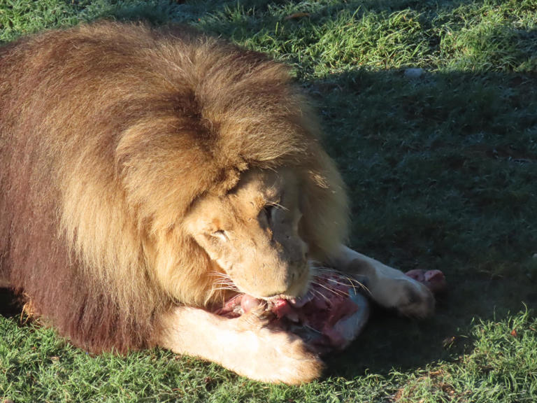 Wild getaway: Lion bolts from moving transporter