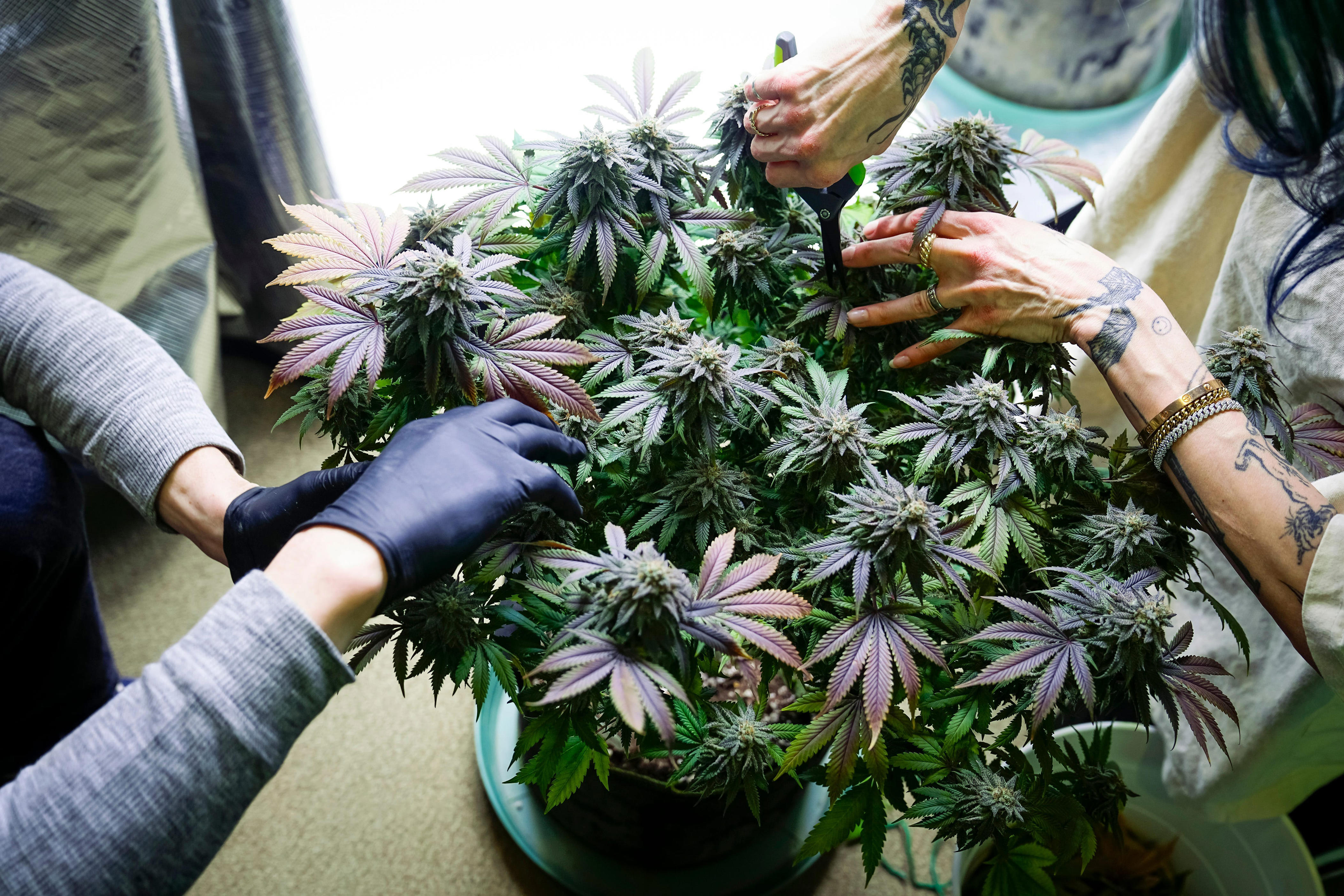 What's the difference between marijuana, cannabis? 4/20 terms to know.