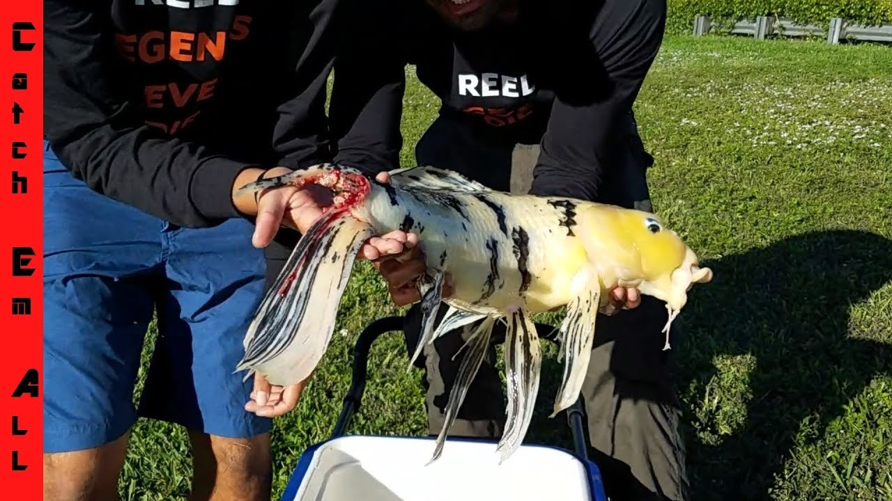 ZOMBIE Koi Fish Found with Exposed Bone!
