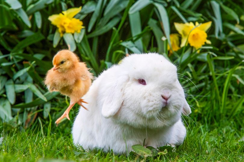 Scottish dwarf rabbit looks after newborn chicks in adorable Easter photos