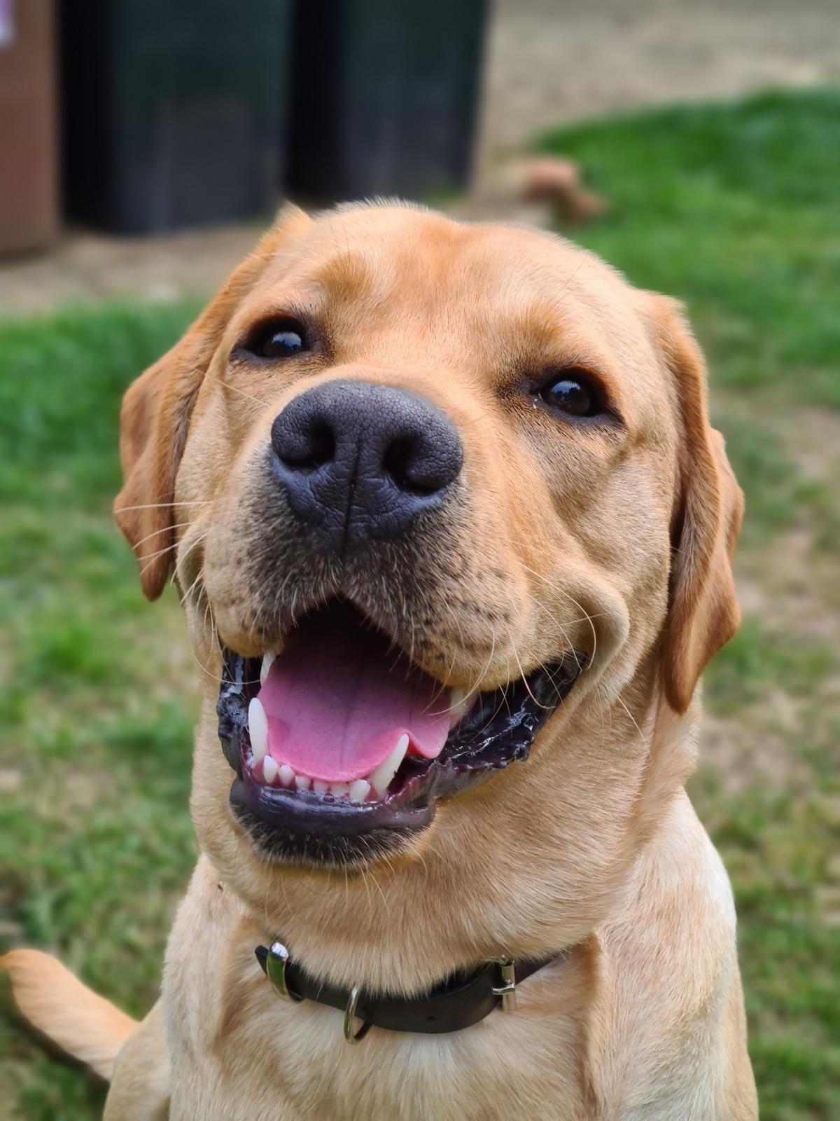 Doggy Dad Dennis inspires Northampton teenager to run London Marathon ...