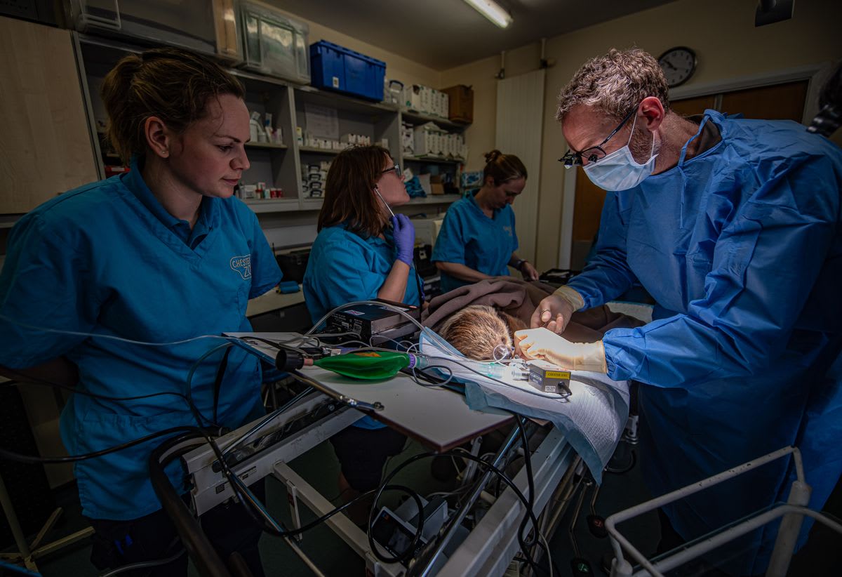Rico The Two-Toed Sloth Undergoes Pioneering 3-Hour Surgery For Toothache