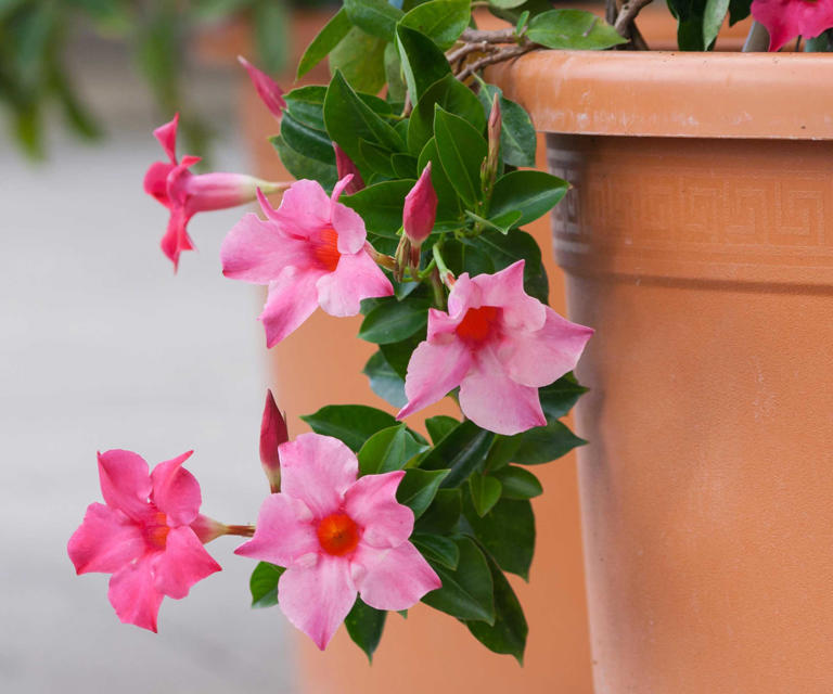 Pot plants that thrive on neglect – 5 easy-going picks for super busy ...
