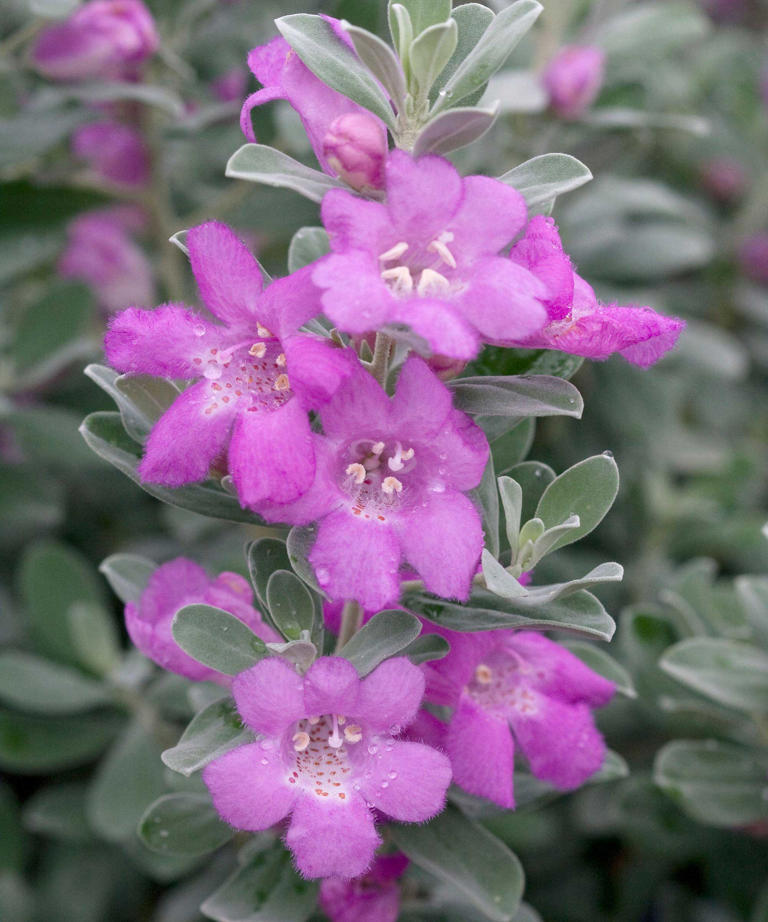 Pot plants that thrive on neglect – 5 easy-going picks for super busy ...