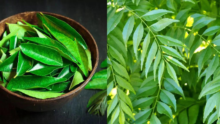 7 reasons to chew curry leaves on an empty stomach