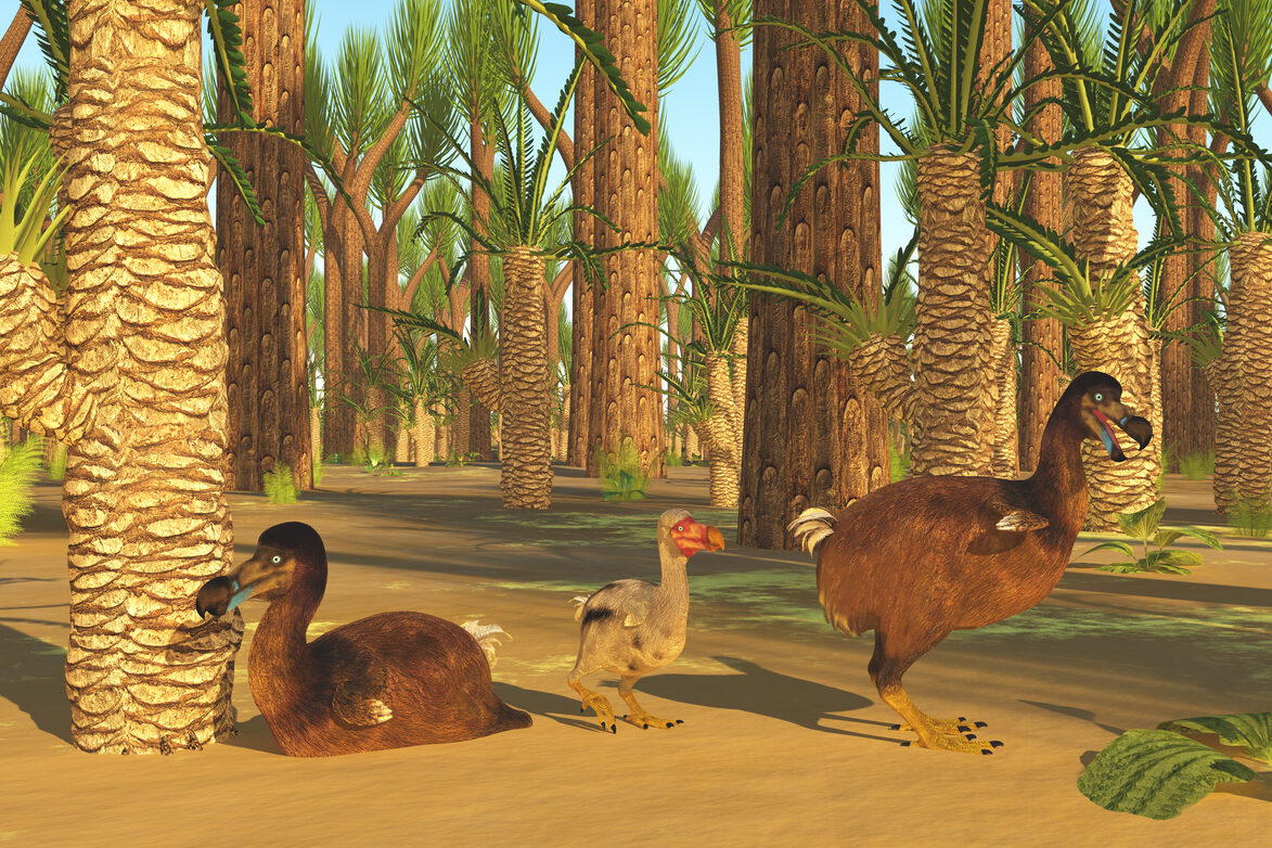 5 Clues That Helped Scientists Finally Solve the Mystery of the Dodo’s ...
