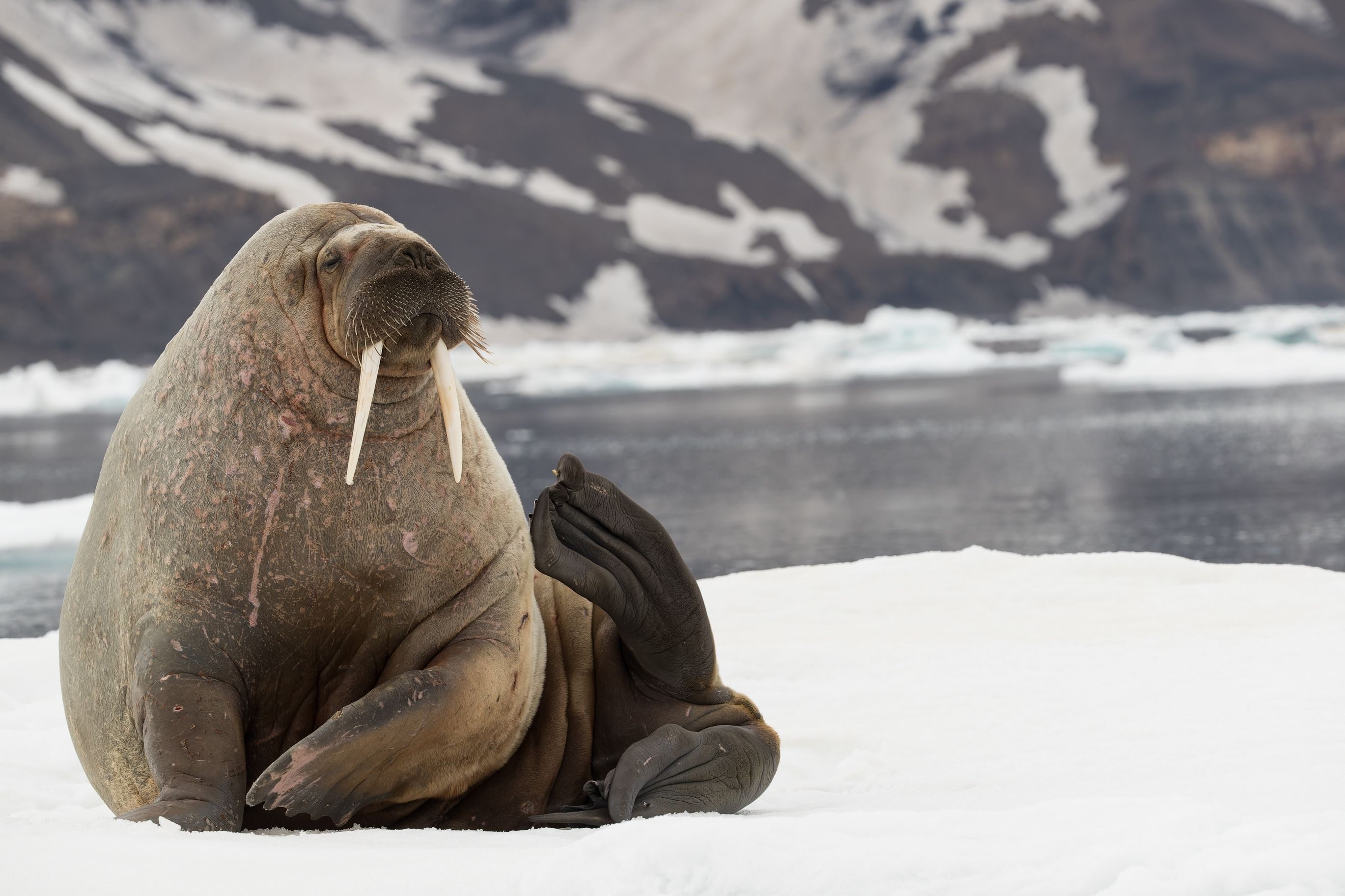 An Adorable Rescue Walrus In Alaska Needs Snuggles As Part Of Her Path ...