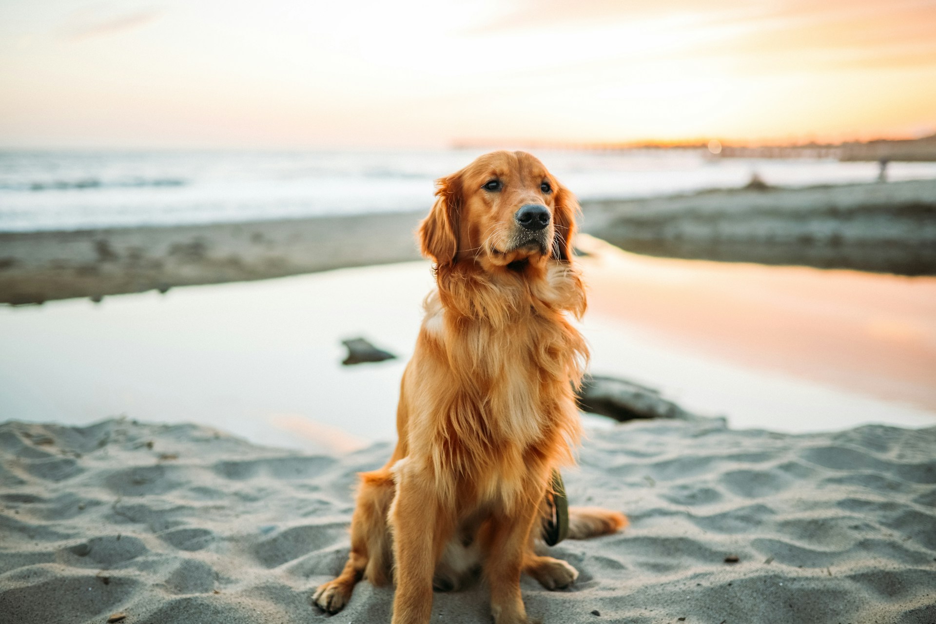 15 Dog Breeds That Are Always There for You