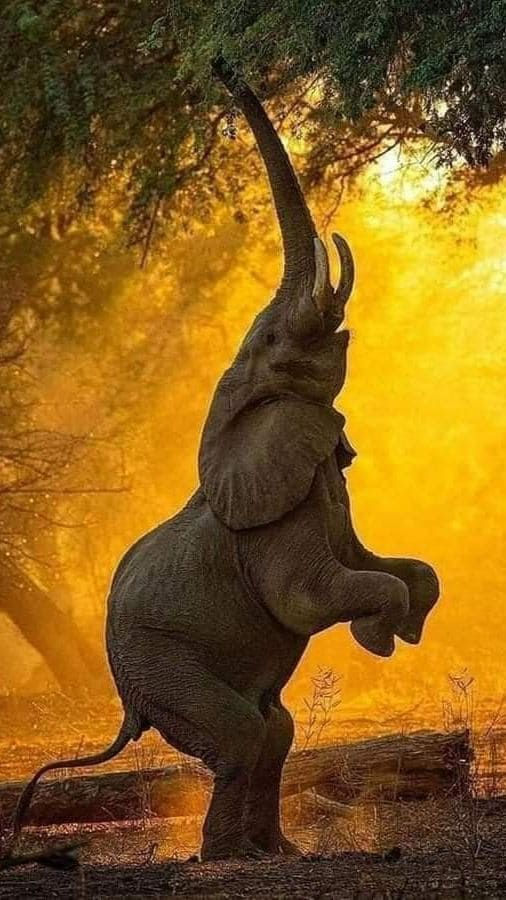 5 Animals that can sense Natural Disasters