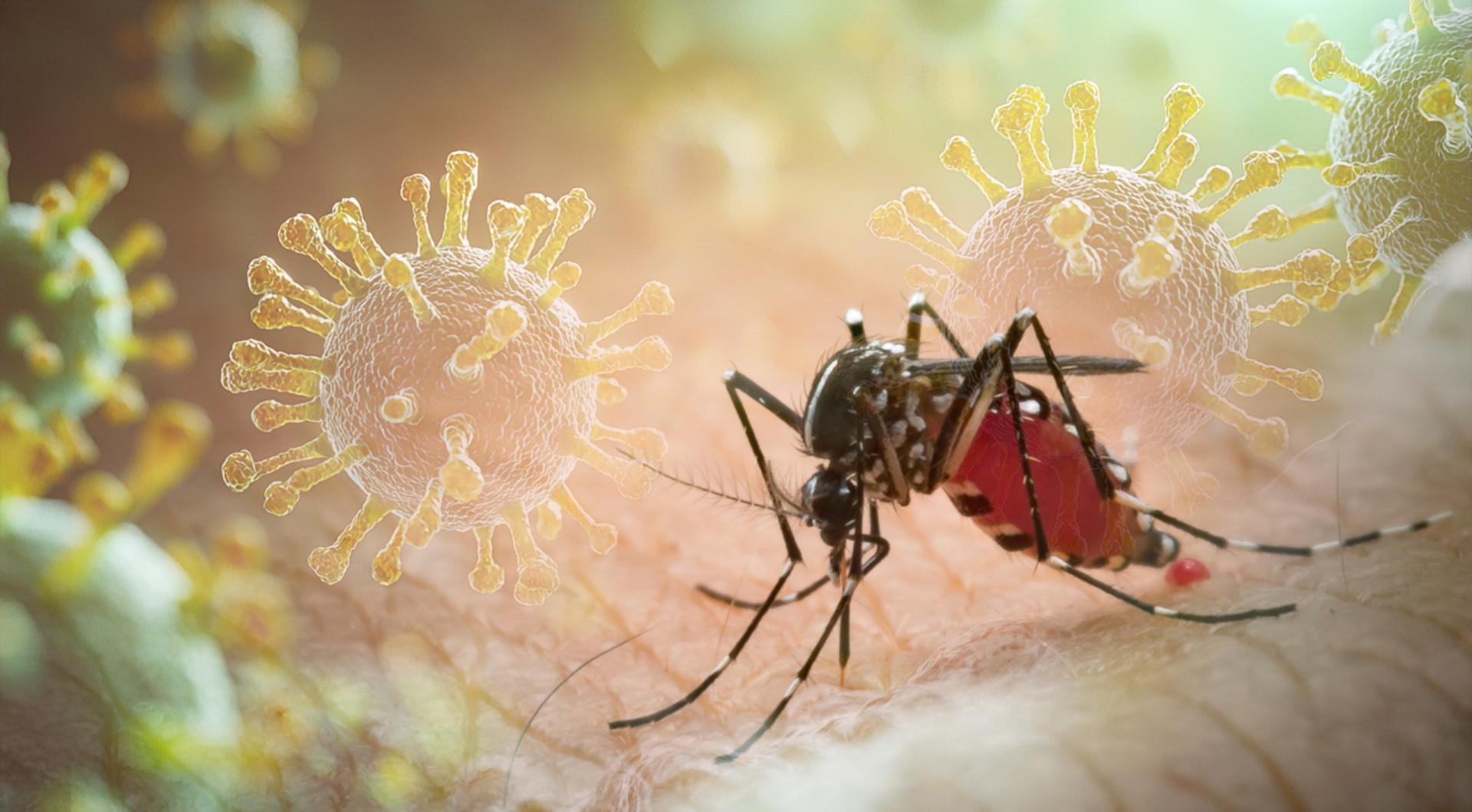 What is the Chikungunya virus?