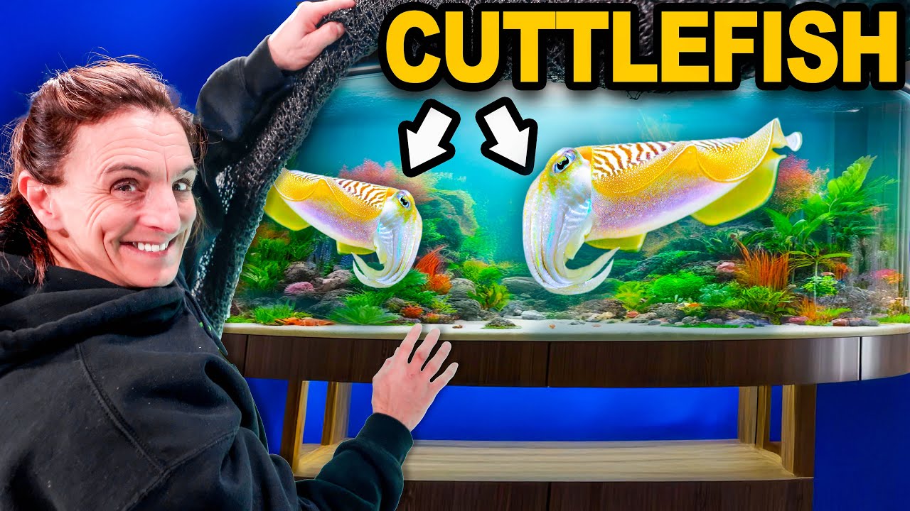 Why Cuttlefish Might Be the Coolest Aquarium Pet!