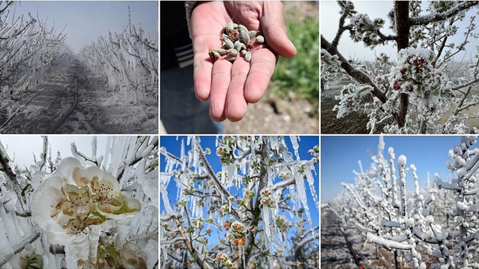 İklim değişikliği ve zirai don: Üreticiler için hayati pratik adımlar