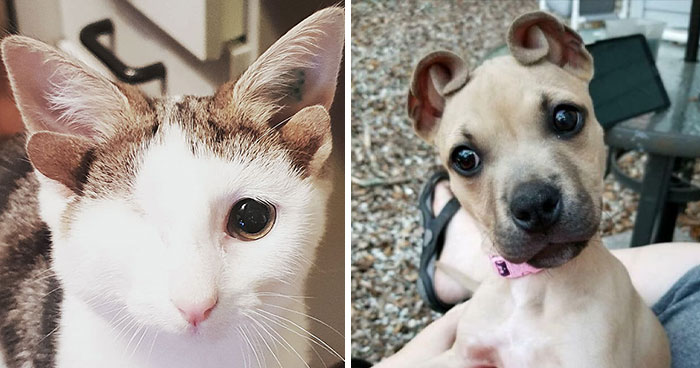 49 Of The Rarest Genetic Mutations Ever Spotted In Pets
