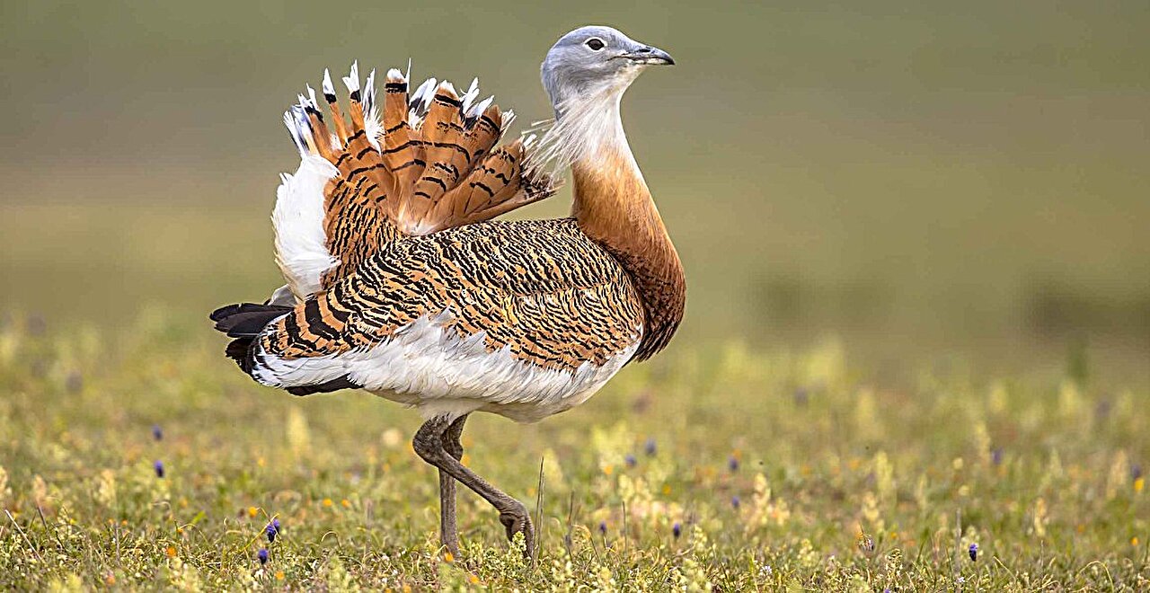 Ancient humans ritually feasted on great bustards as they buried their dead