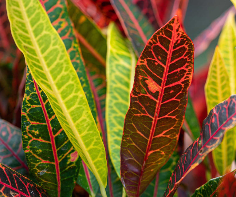 Pot plants that thrive on neglect – 5 easy-going picks for super busy ...