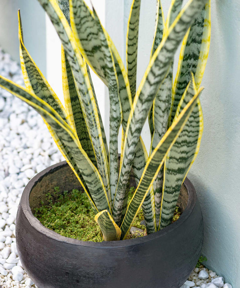 Pot plants that thrive on neglect – 5 easy-going picks for super busy ...