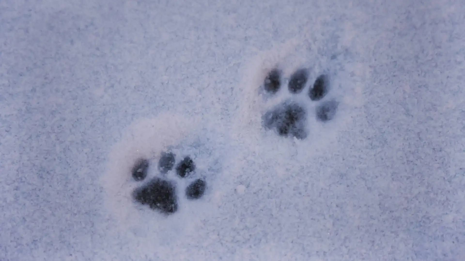 PAWS Founder on Moving 85M Telegram Users to Solana and Web3 Gaming’s ...