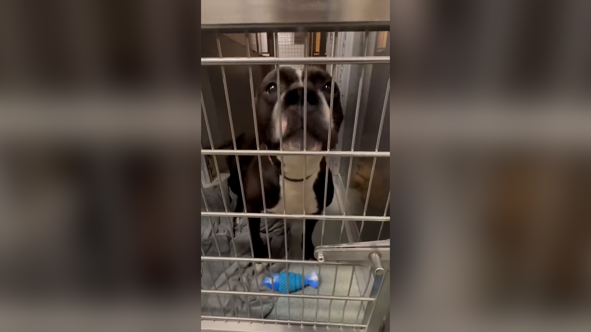 Dog waiting 1,400 days In Shelter Has Sweetest Reaction To Volunteer