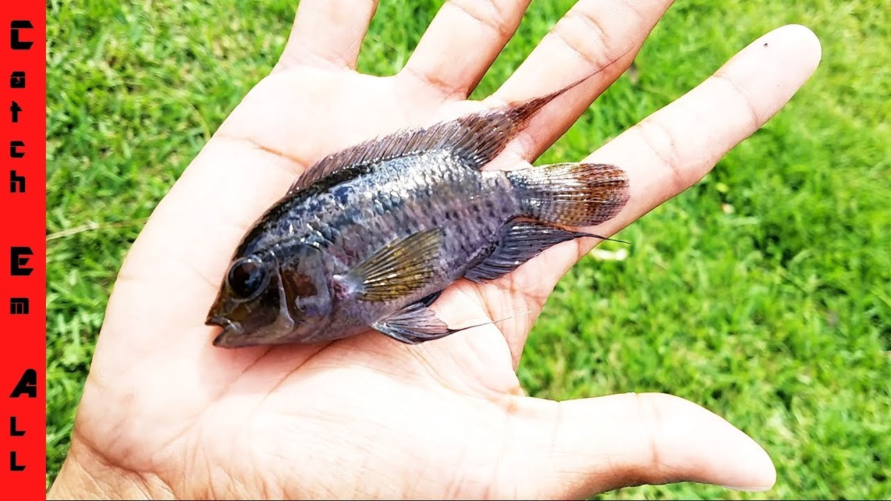 Can you identify this exotic fish we caught?