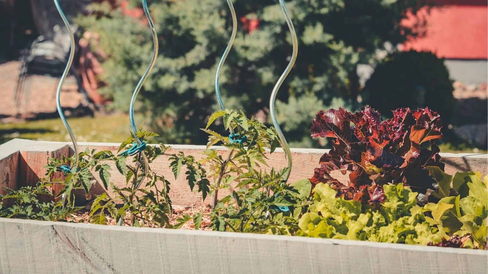 12 Foolproof Crops for Your Raised Garden Beds