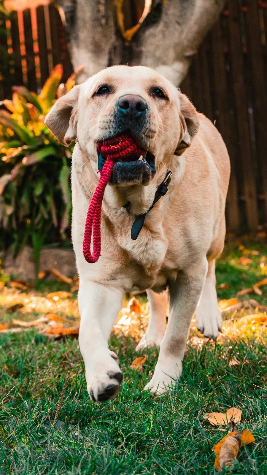 Highly trainable dog breeds for first-time owners