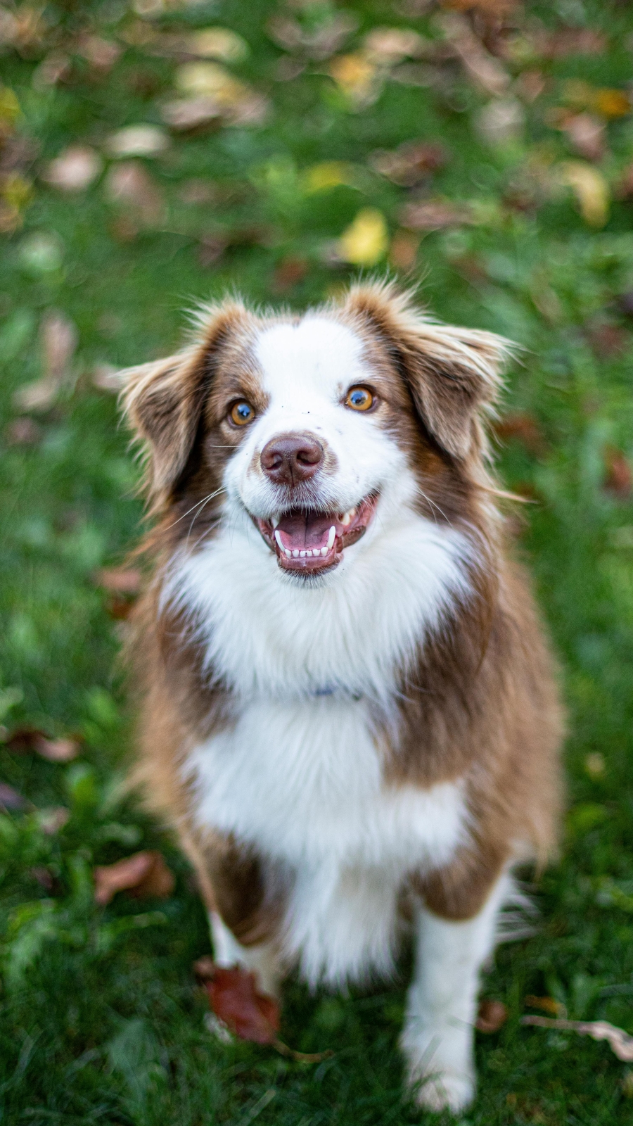 Highly trainable dog breeds for first-time owners