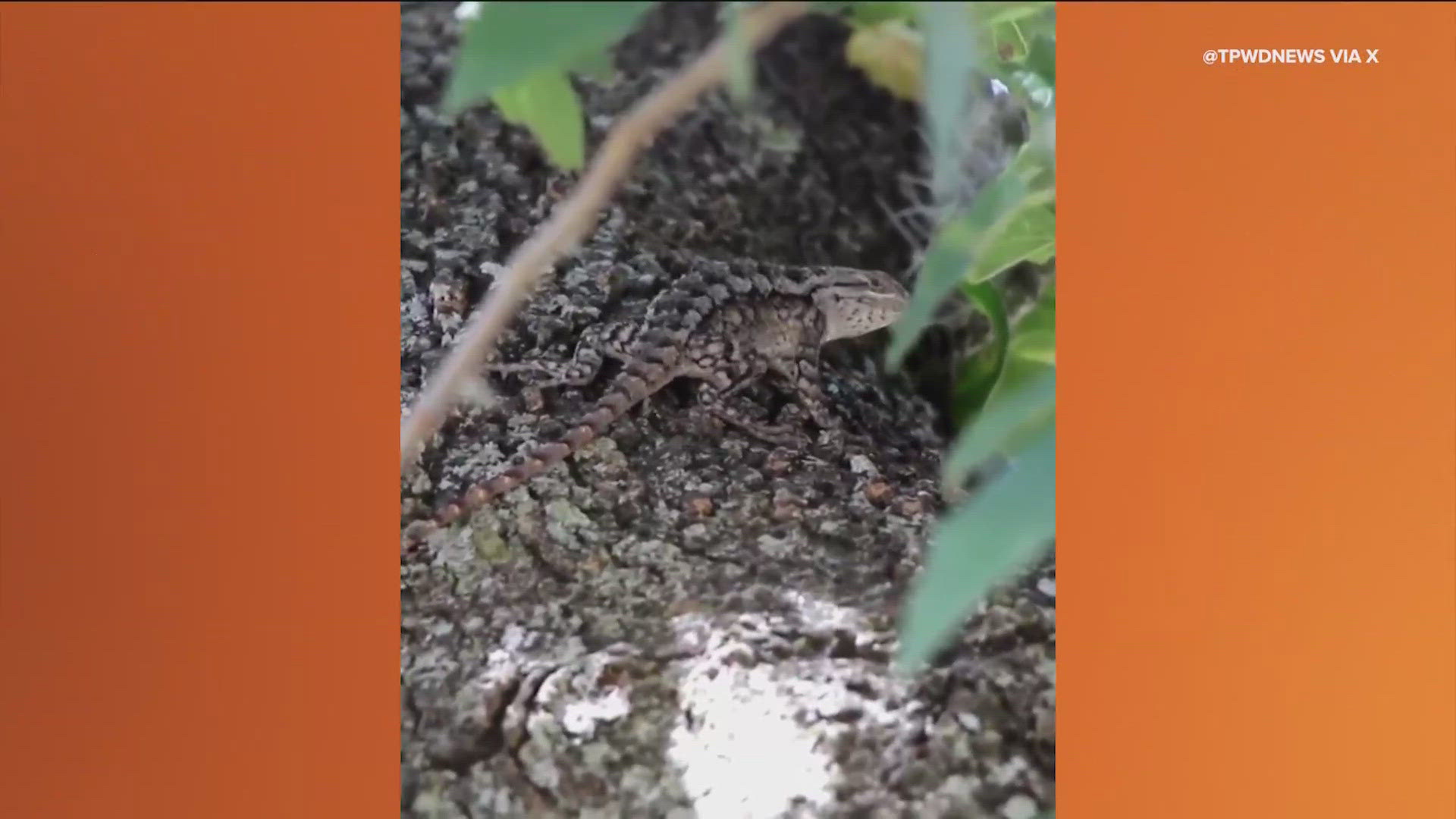 Texas Spiny Lizard captured doing 'push-ups'
